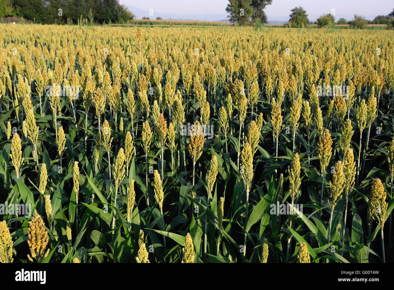 Sorghum growing in a field Stock Photo - Alamy