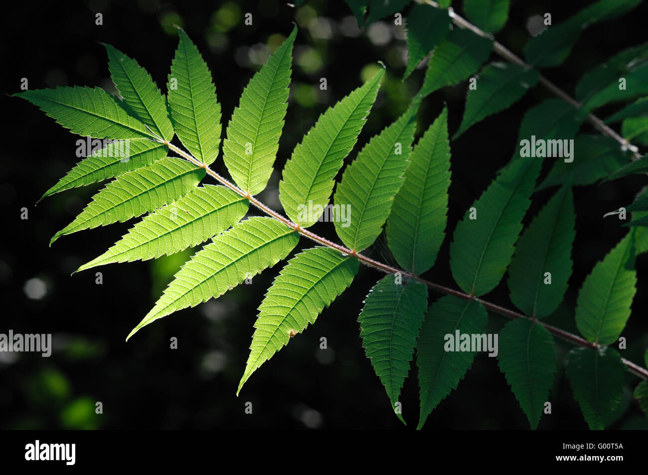 Trachebionta hi-res stock photography and images - Alamy