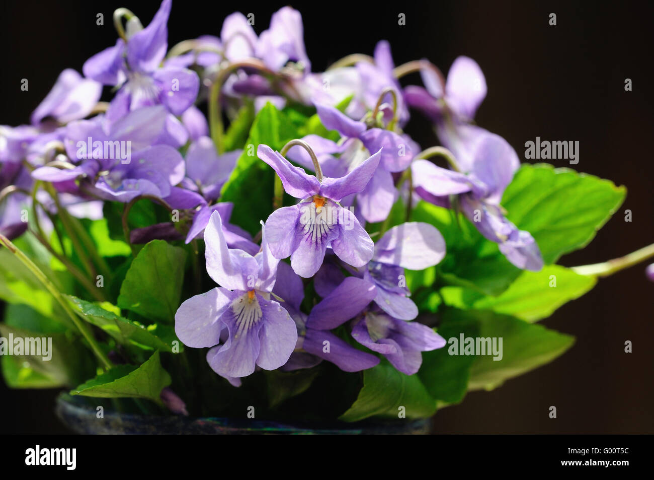 Sweet Violet Viola odorata Stock Photo - Alamy