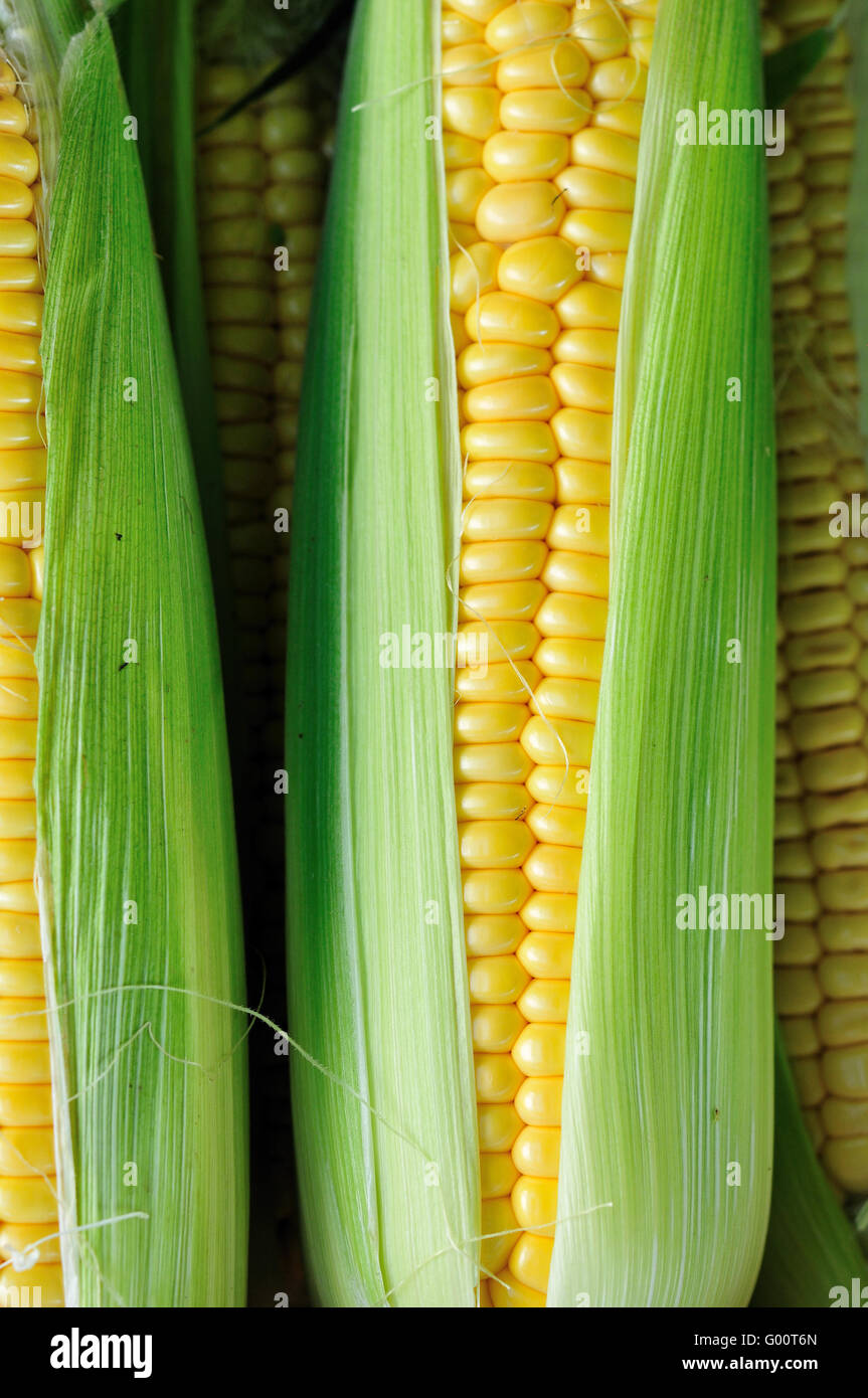 Perfect Sweet Corn Stock Photo - Alamy