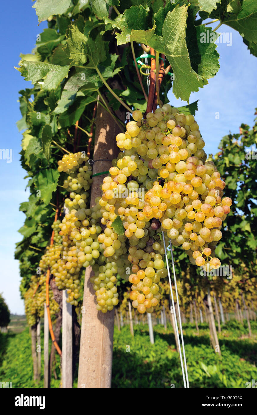 Grapevine leaf autumn hi-res stock photography and images - Alamy
