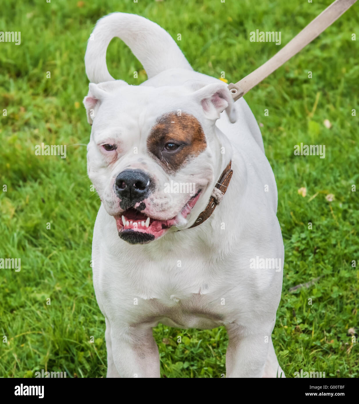 American Bulldog Greyhound Mix