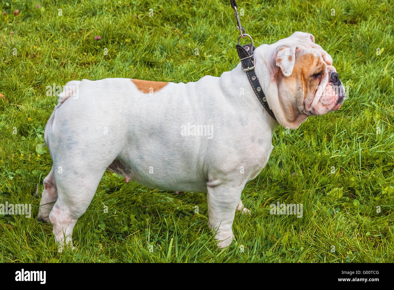 British bulldog close up hi-res stock photography and images - Alamy