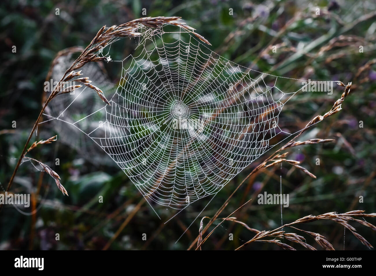 Spider patterns hi-res stock photography and images - Alamy