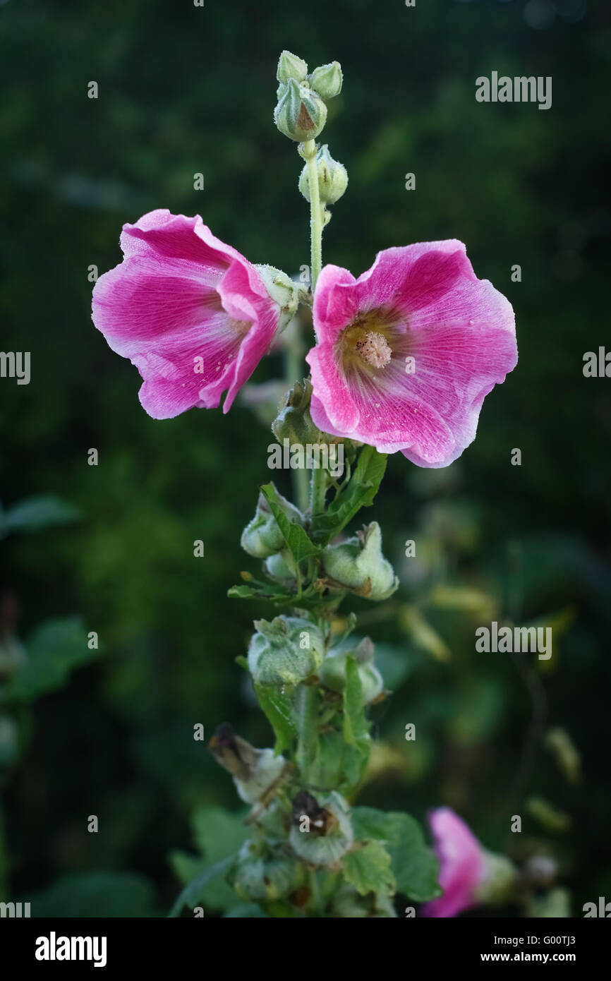 Purple Mallow High Resolution Stock Photography and Images - Alamy