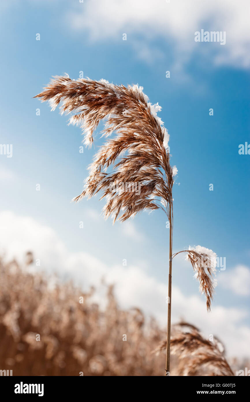 Dried plant hi-res stock photography and images - Alamy