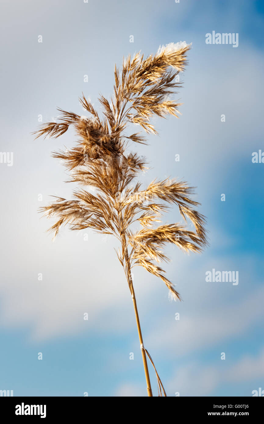 Dried plant hi-res stock photography and images - Alamy