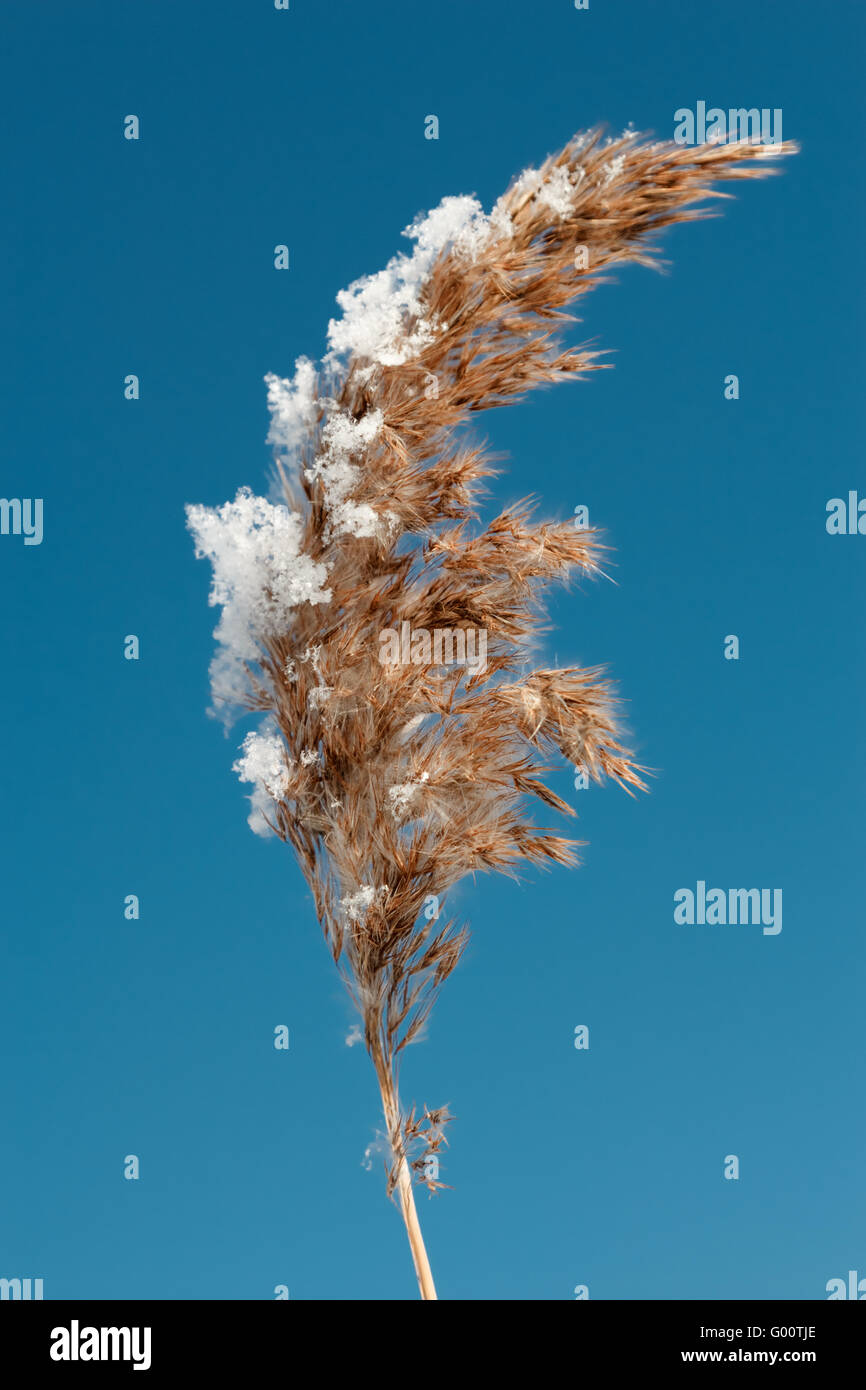 Dried plant hi-res stock photography and images - Alamy
