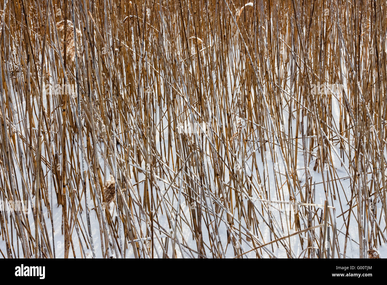 Natural dried plants hi-res stock photography and images - Alamy