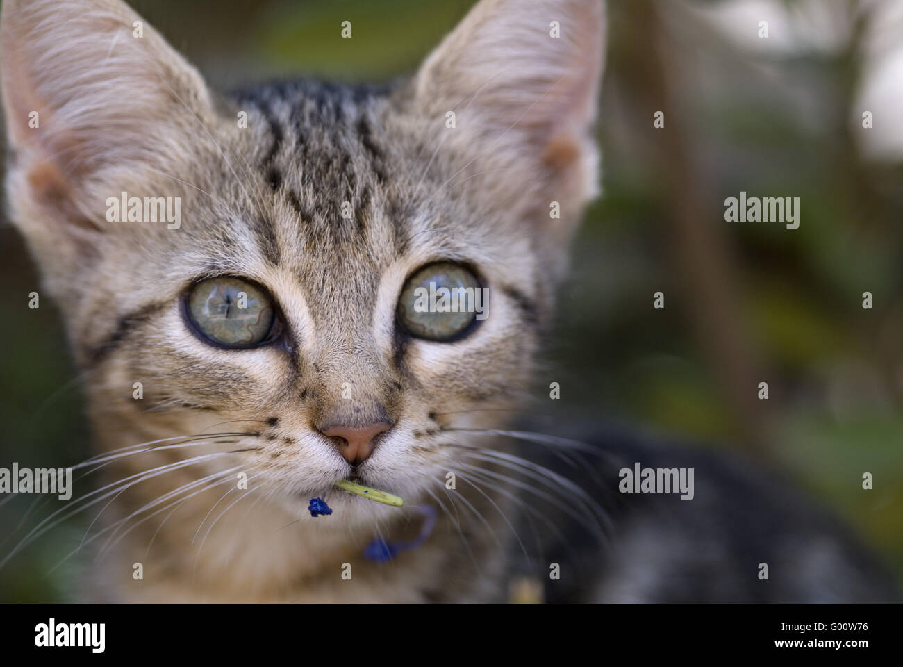 Puusy hi-res stock photography and images - Alamy