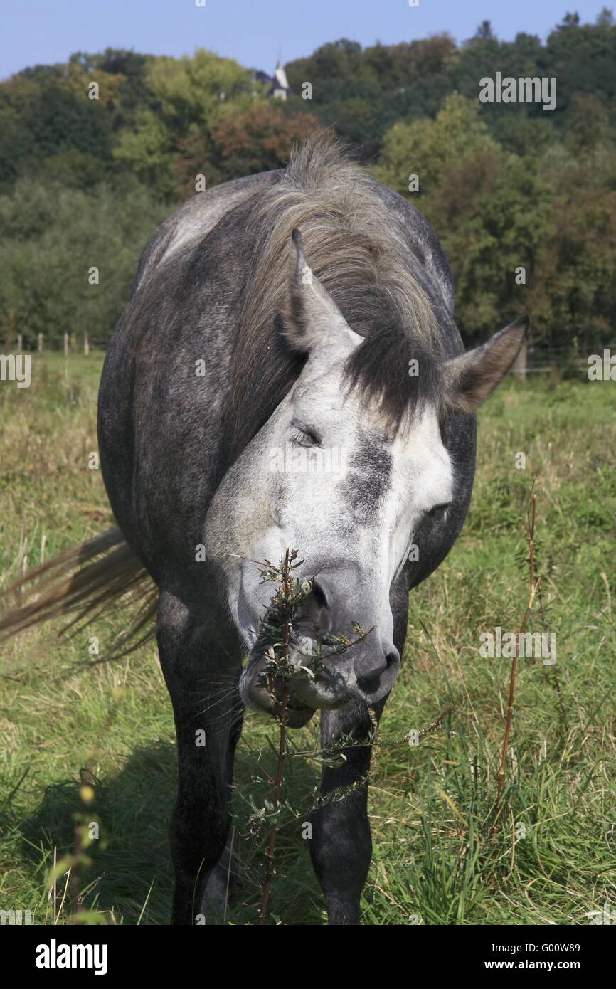 Schimmel portrait white horse hi-res stock photography and images - Alamy