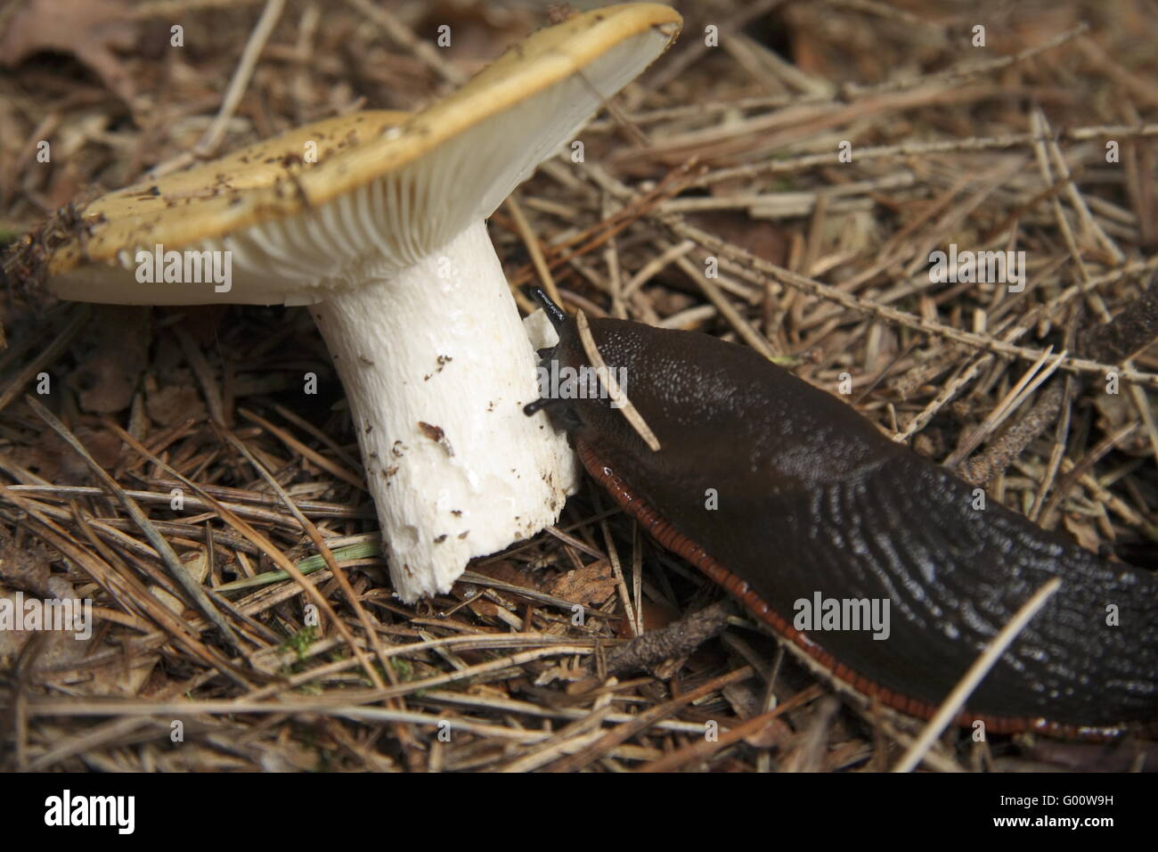 Slug mushrooms hi-res stock photography and images - Alamy