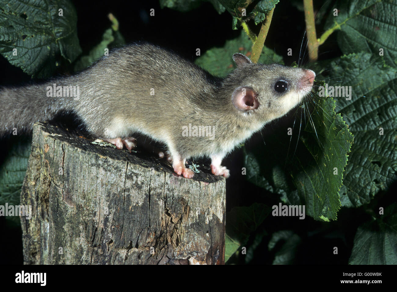 Fat dormice hi-res stock photography and images - Alamy