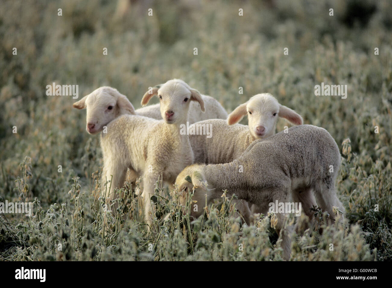 Young shee hi-res stock photography and images - Alamy