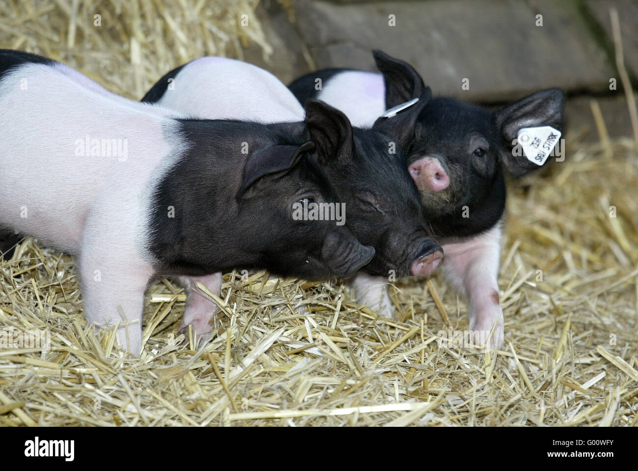 Pigs pups hi-res stock photography and images - Alamy