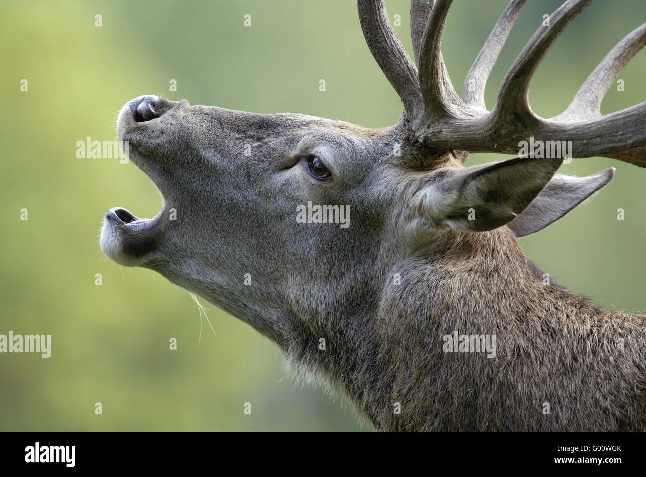 Wildlife artiodactyla red deer fauna hi-res stock photography and ...