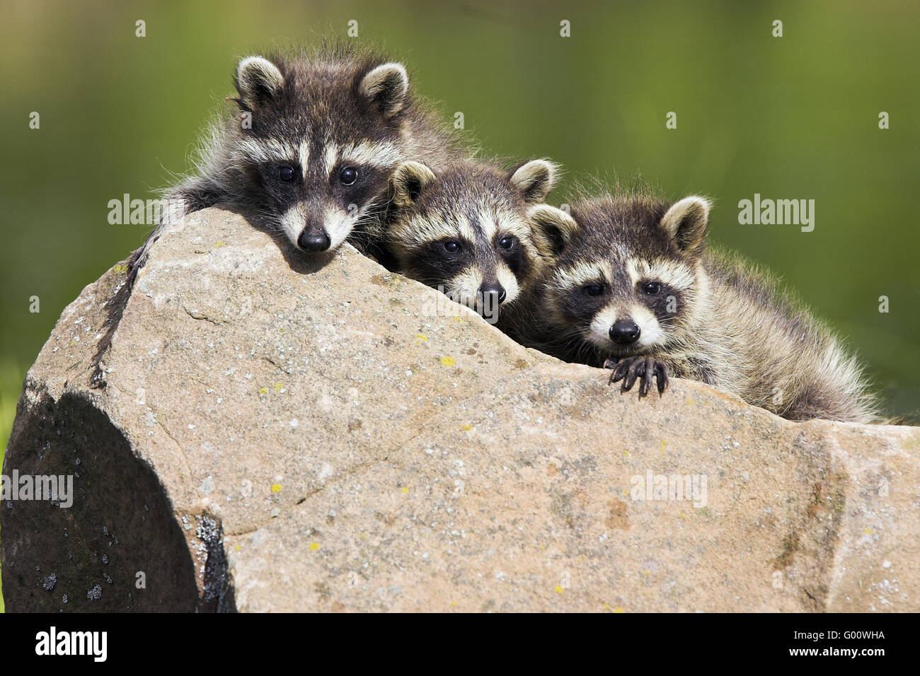 Racoon cubs hi-res stock photography and images - Alamy