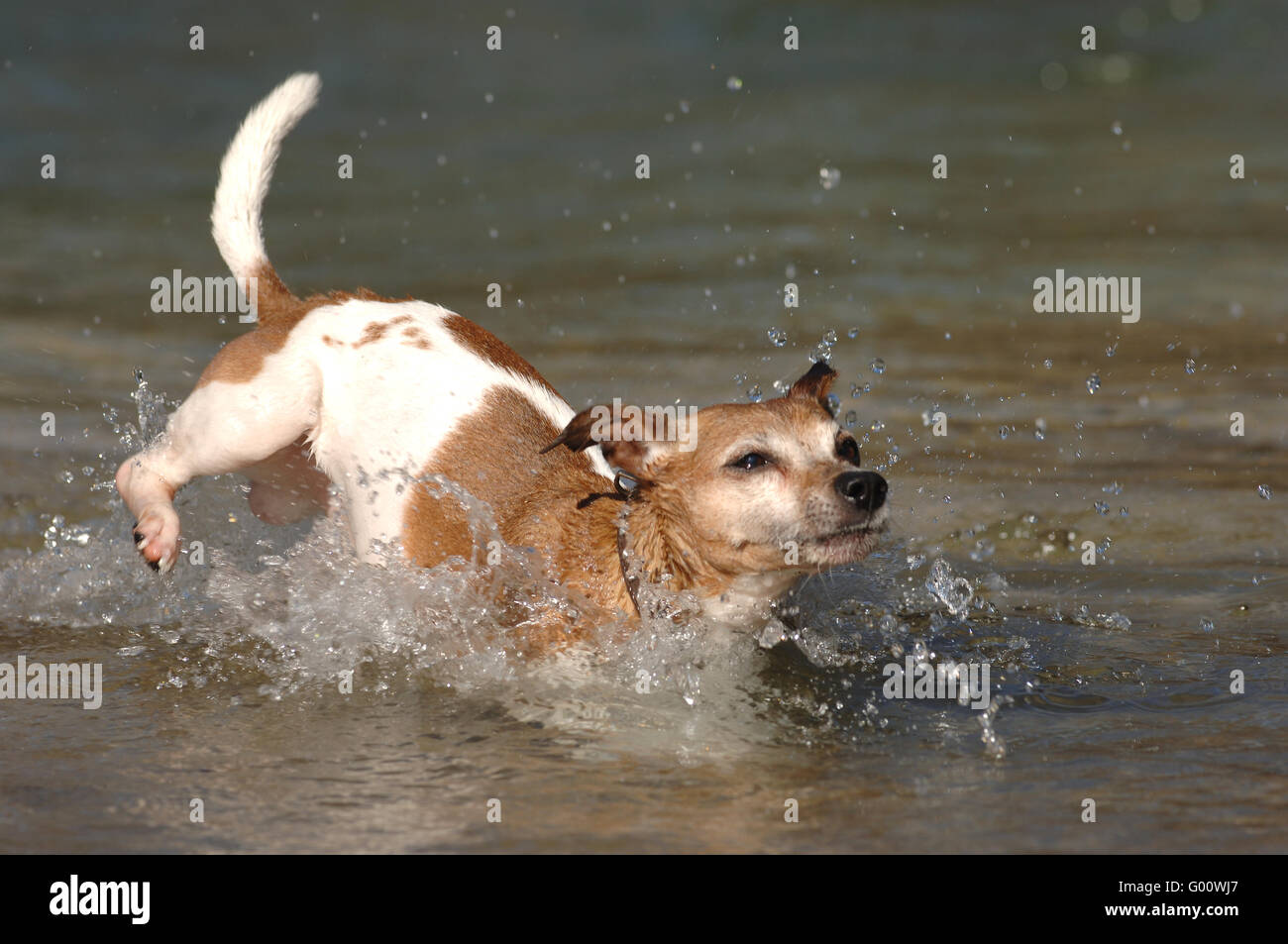 Jack Russell Terrier jumping in the water action Stock Photo - Alamy