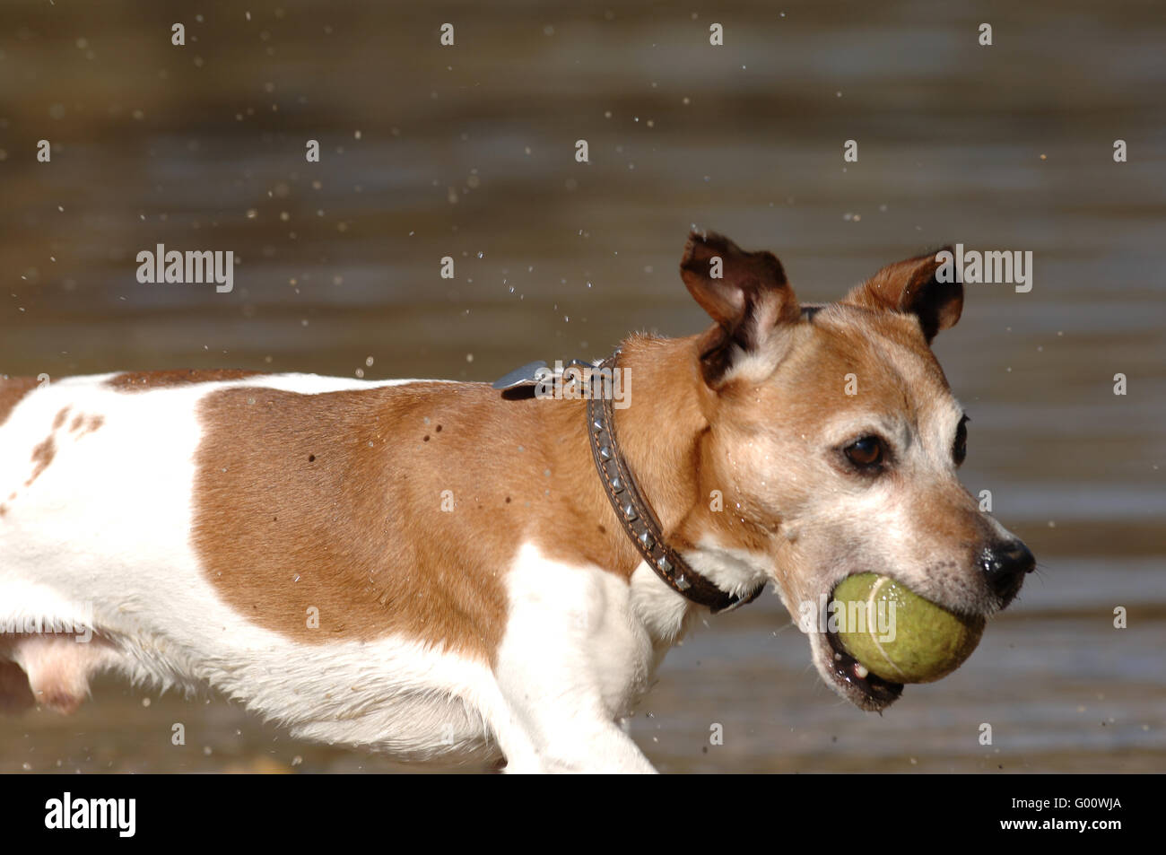 old Jack Russell retrieving a tennis ball in water Stock Photo - Alamy