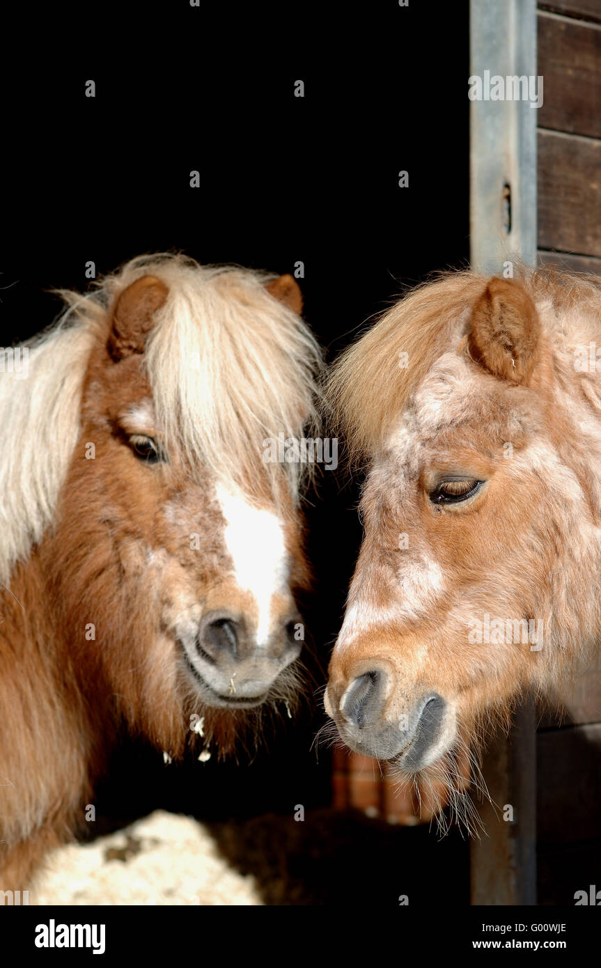two old shetland ponies long hair Stock Photo - Alamy