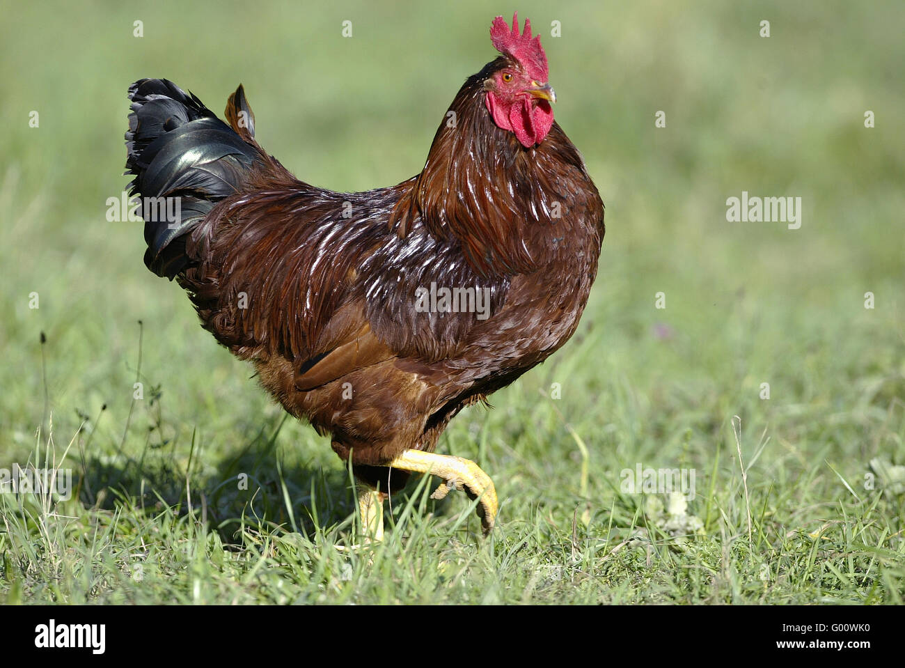 Farm animal keeping hi-res stock photography and images - Alamy
