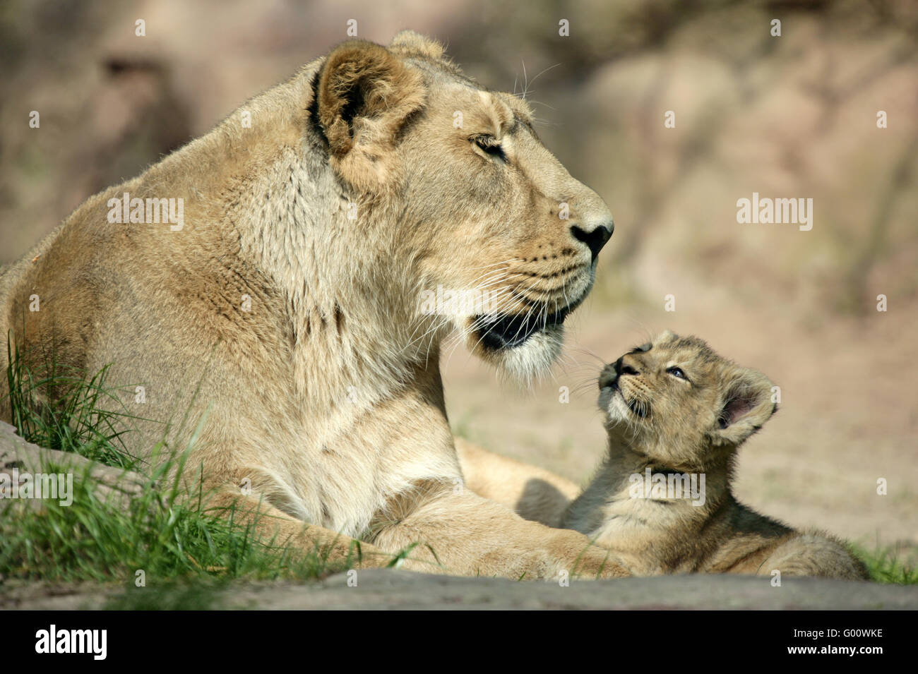 Lion cub and parents hi-res stock photography and images - Alamy