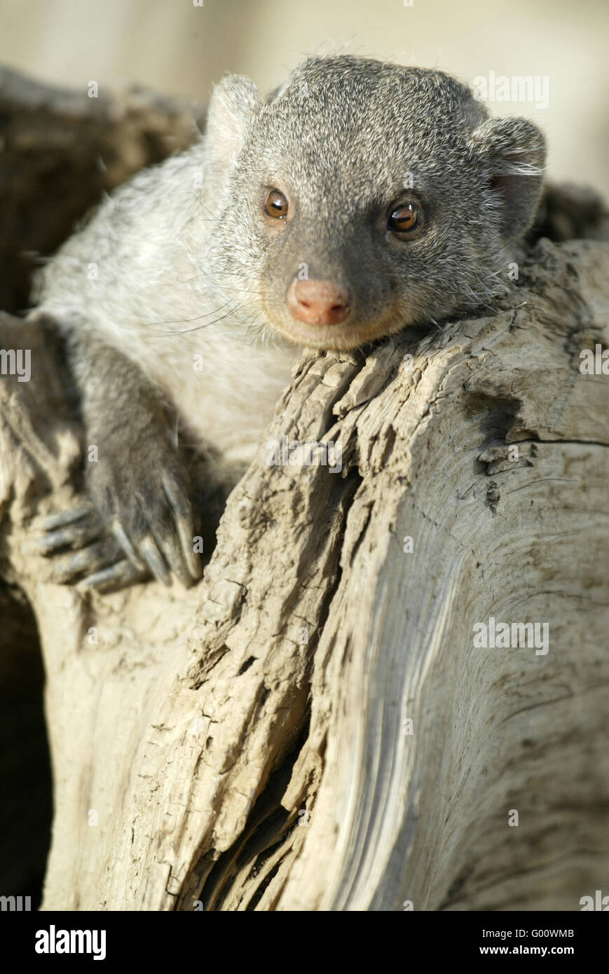 Feloidea mangusten hi-res stock photography and images - Alamy