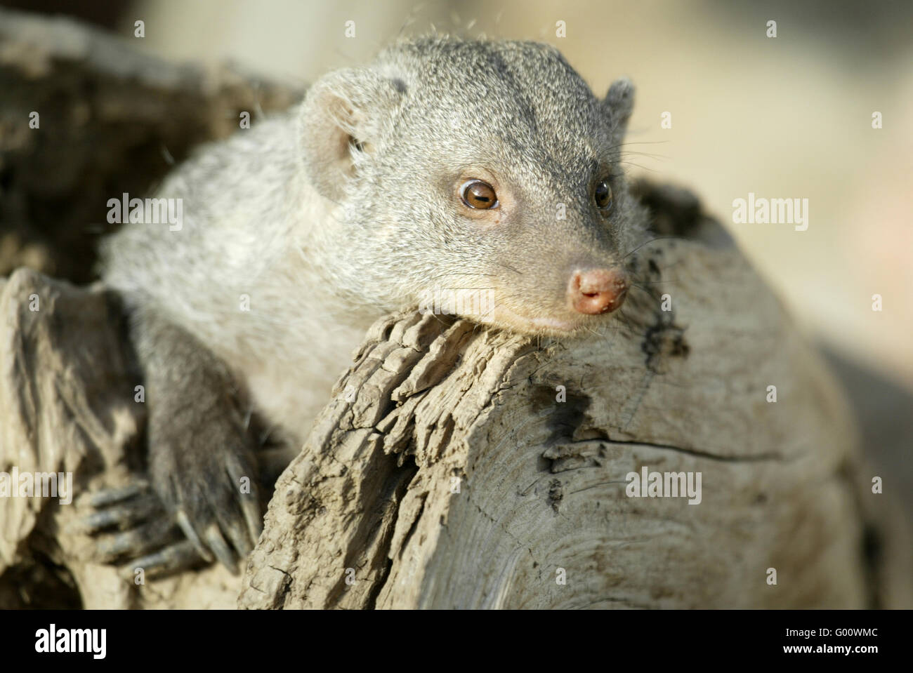 Mongooses picture hi-res stock photography and images - Alamy