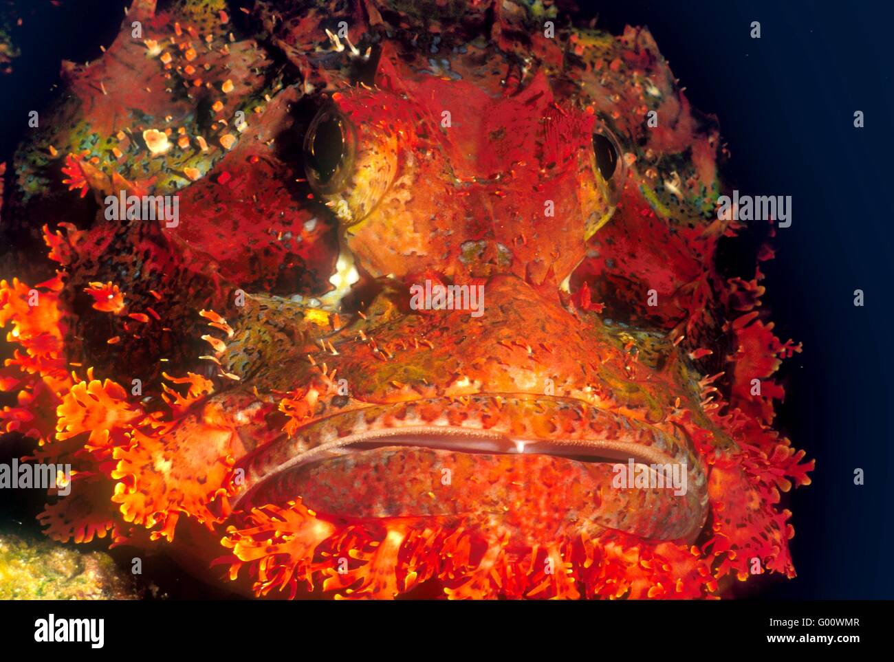Dragonheart hi-res stock photography and images - Alamy