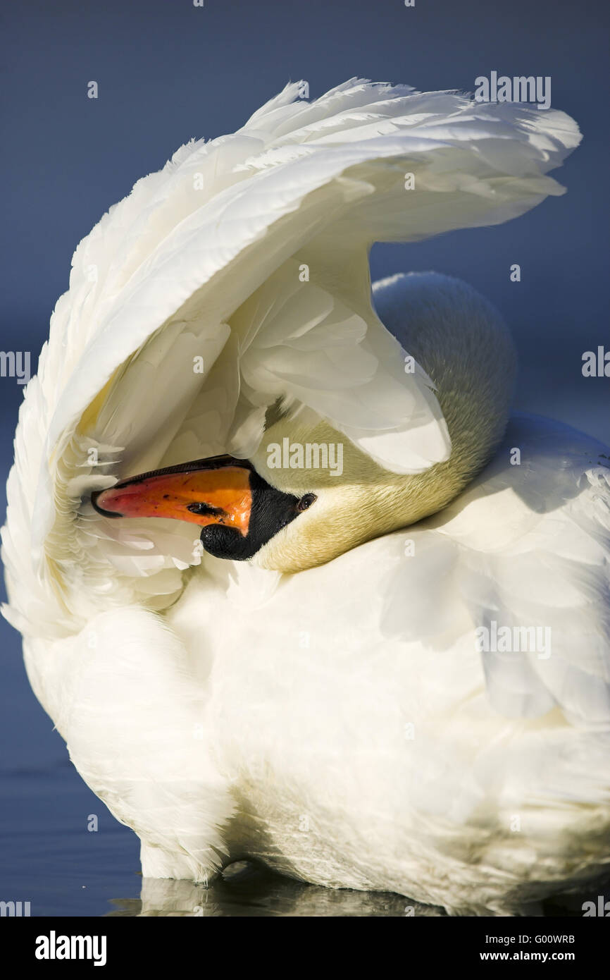 Maiden with swans hi-res stock photography and images - Alamy