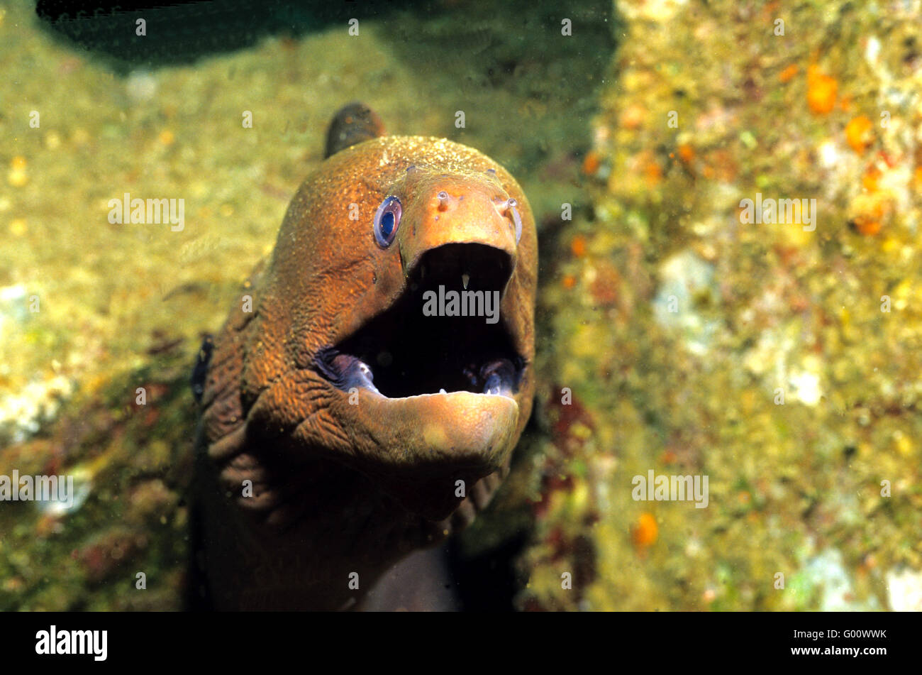 Photographs of marine life hi-res stock photography and images - Alamy