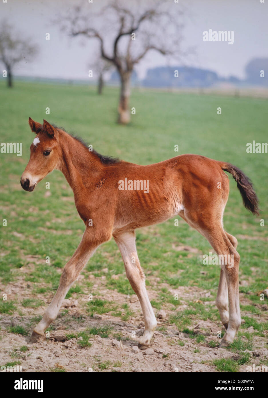 Westphalien hi-res stock photography and images - Alamy