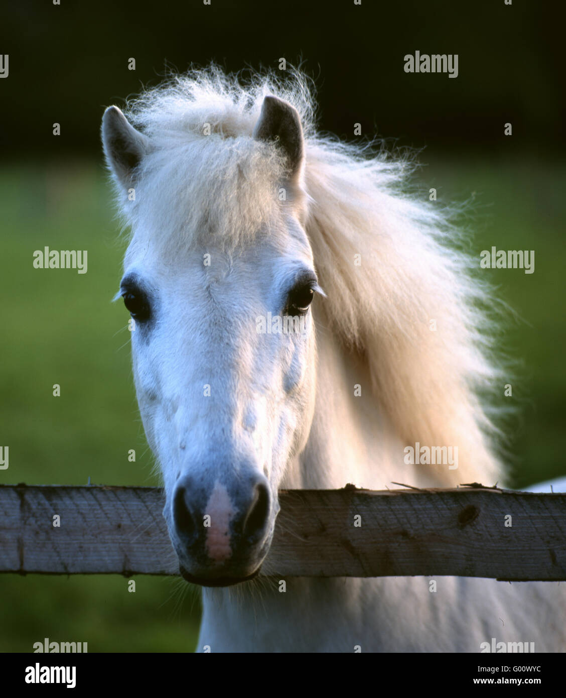 White horse back hi-res stock photography and images - Alamy