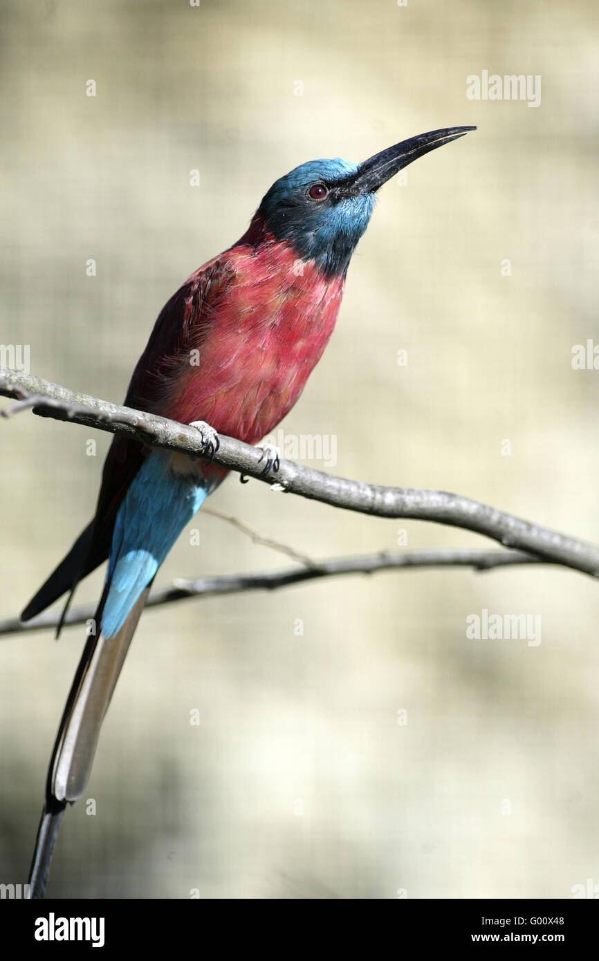 Scharlachspinte hi-res stock photography and images - Alamy