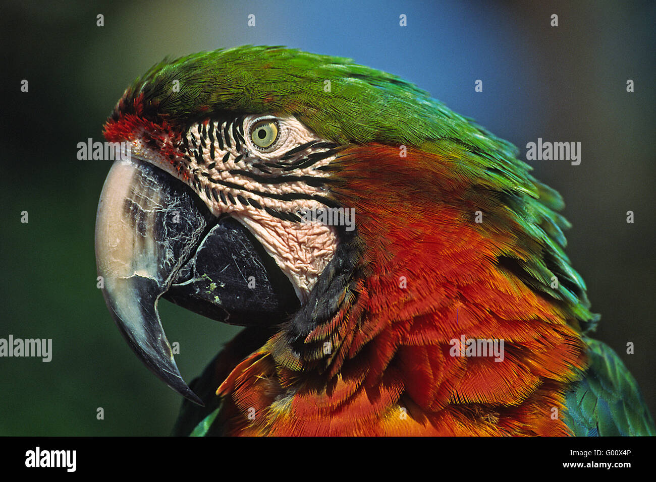 Papageien hi-res stock photography and images - Alamy