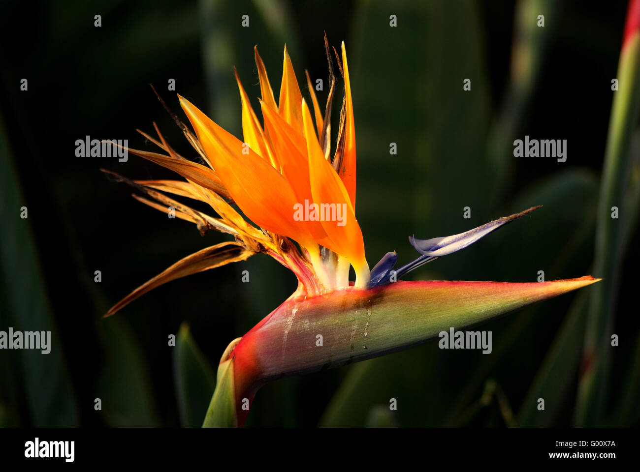 Strelitzia garden hi-res stock photography and images - Alamy
