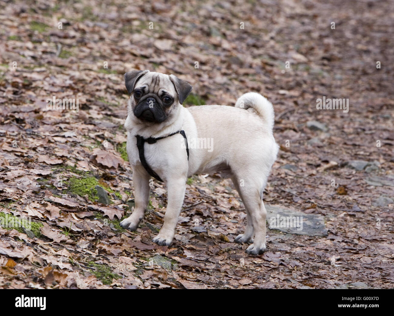 Pug tail hi-res stock photography and images - Alamy