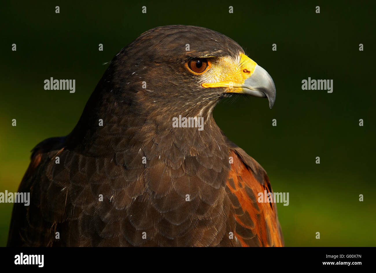 Harris hawk and talons hi-res stock photography and images - Alamy