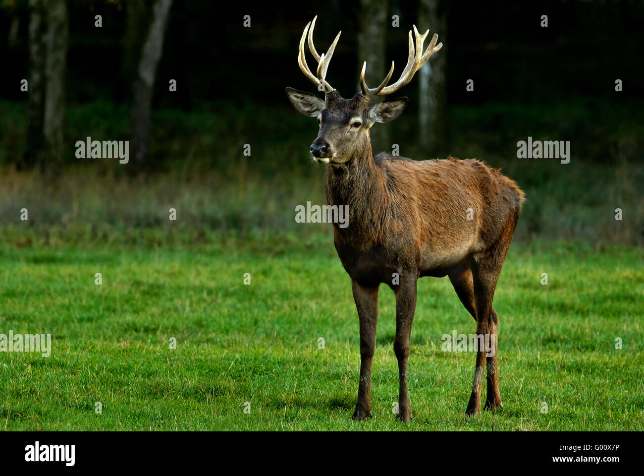 Fighting mating season hi-res stock photography and images - Alamy