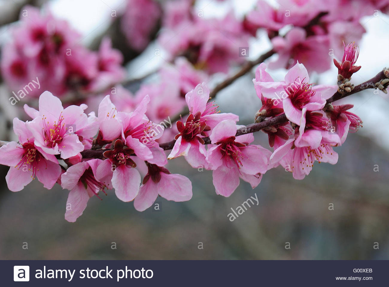 Japanischer Kirschbaum High Resolution Stock Photography and Images - Alamy