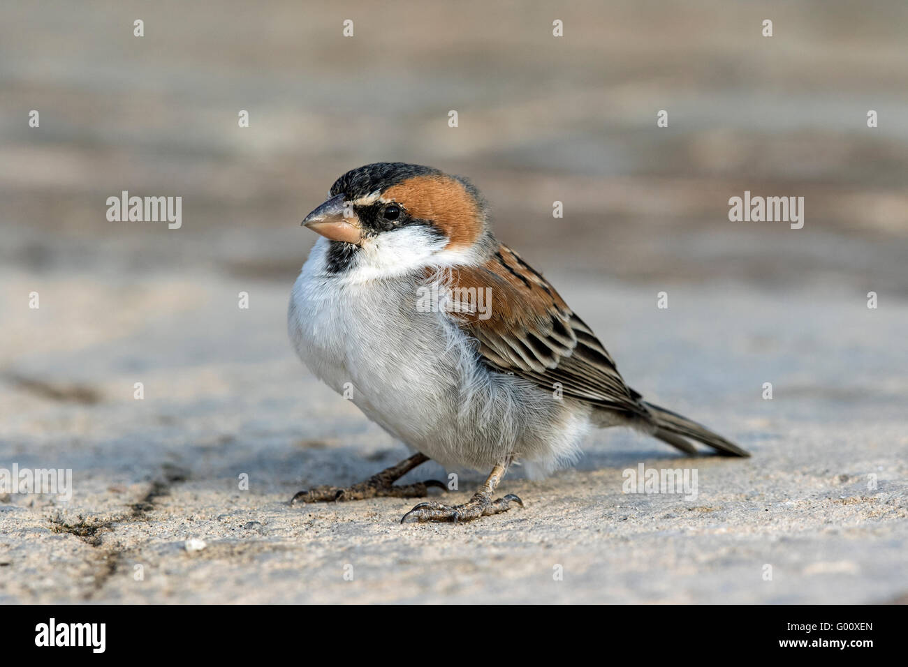 Passer iagoensis hi-res stock photography and images - Alamy