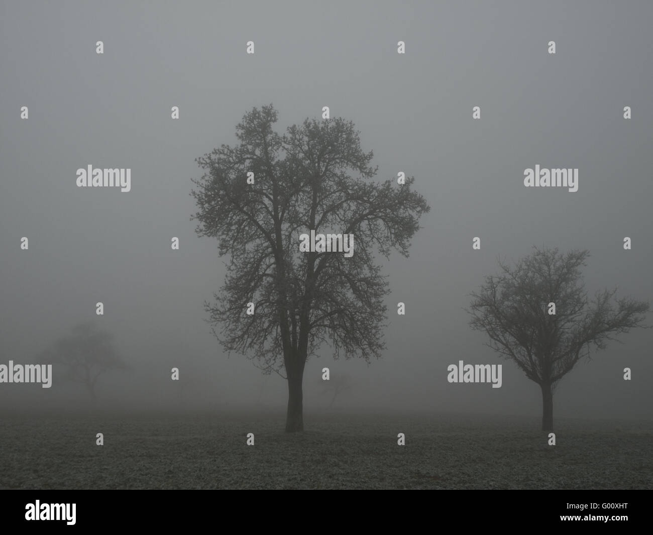 Trees in the Mist Stock Photo - Alamy