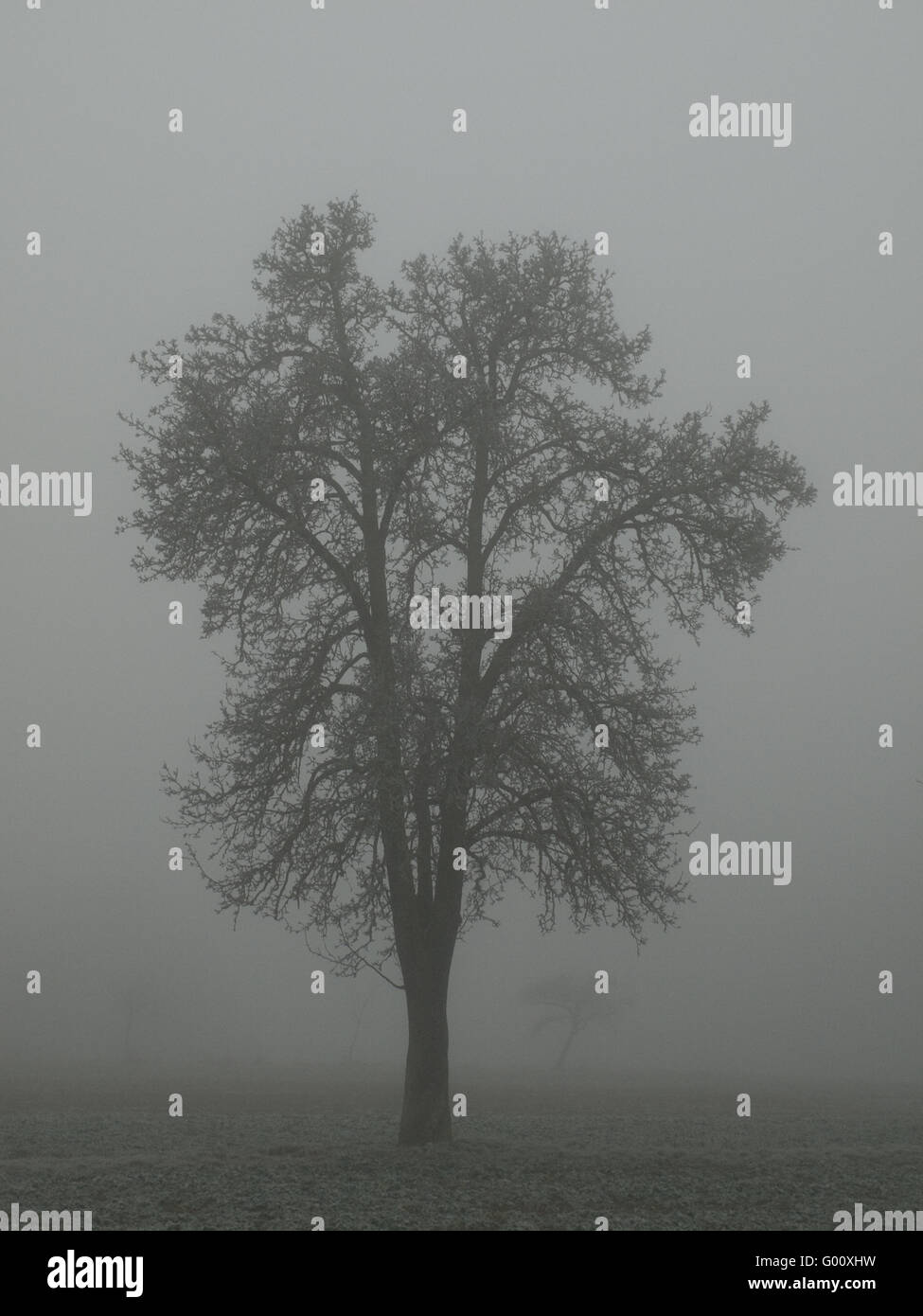 Bleak tree hi-res stock photography and images - Alamy