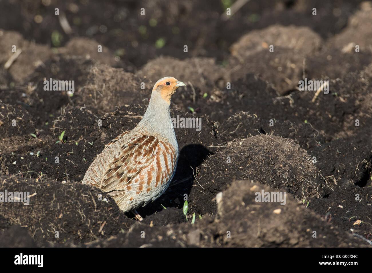 Male grey partridge perdix perdix hi-res stock photography and images ...