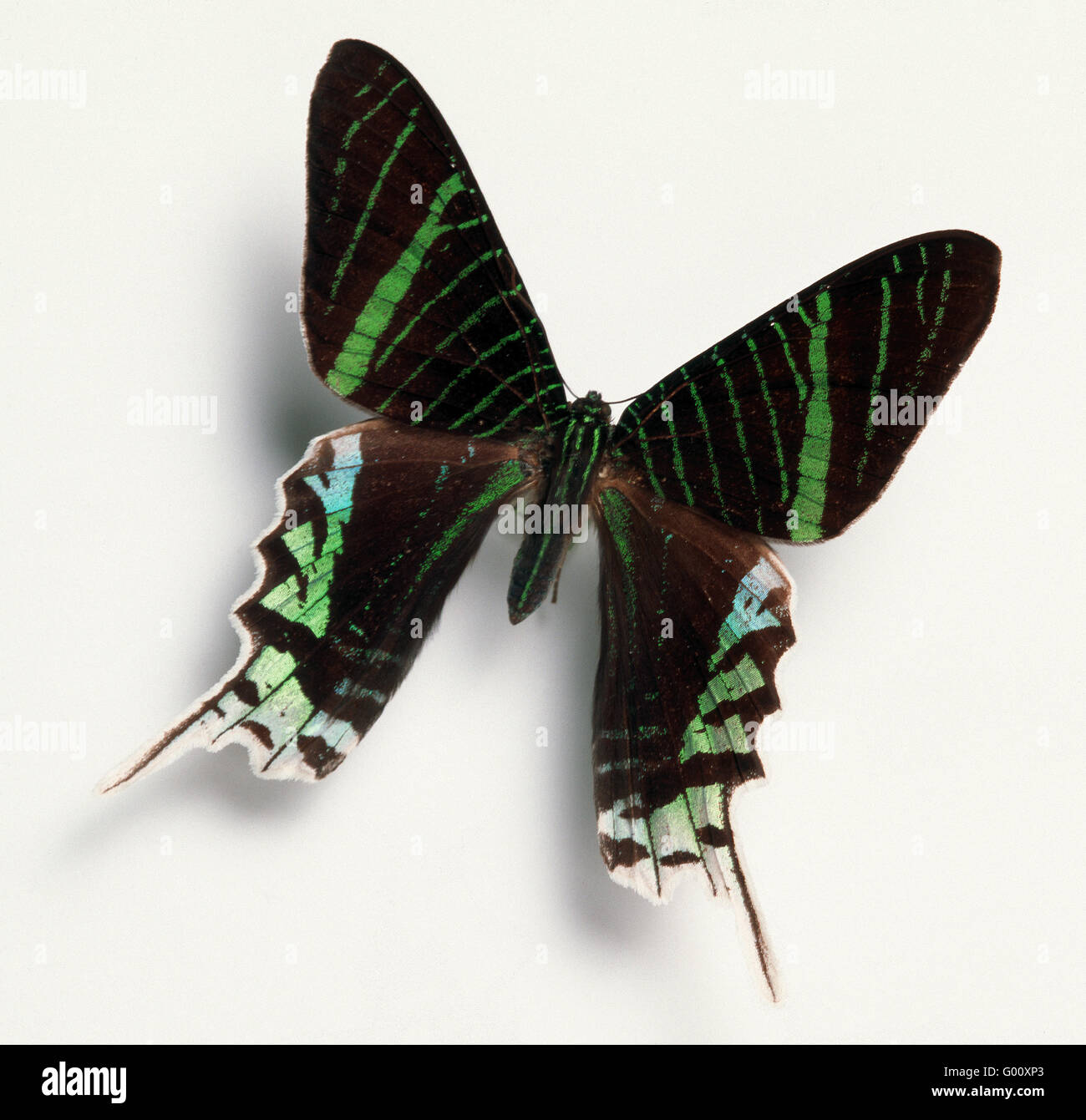 Schmetterling flattern hi-res stock photography and images - Alamy