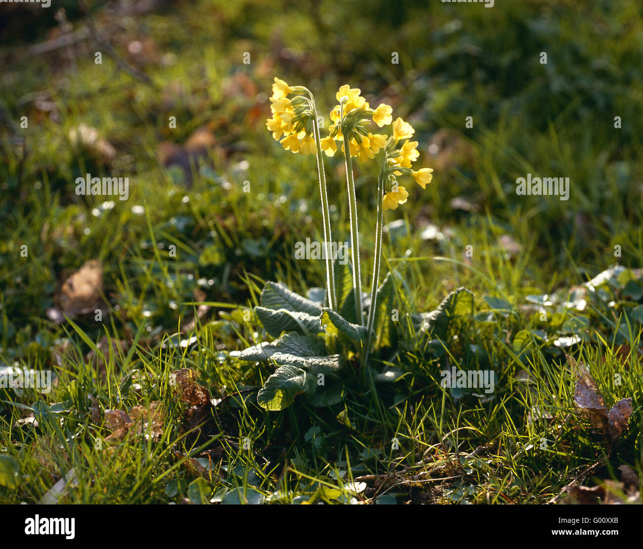 Cowslips, primroses hi-res stock photography and images - Alamy