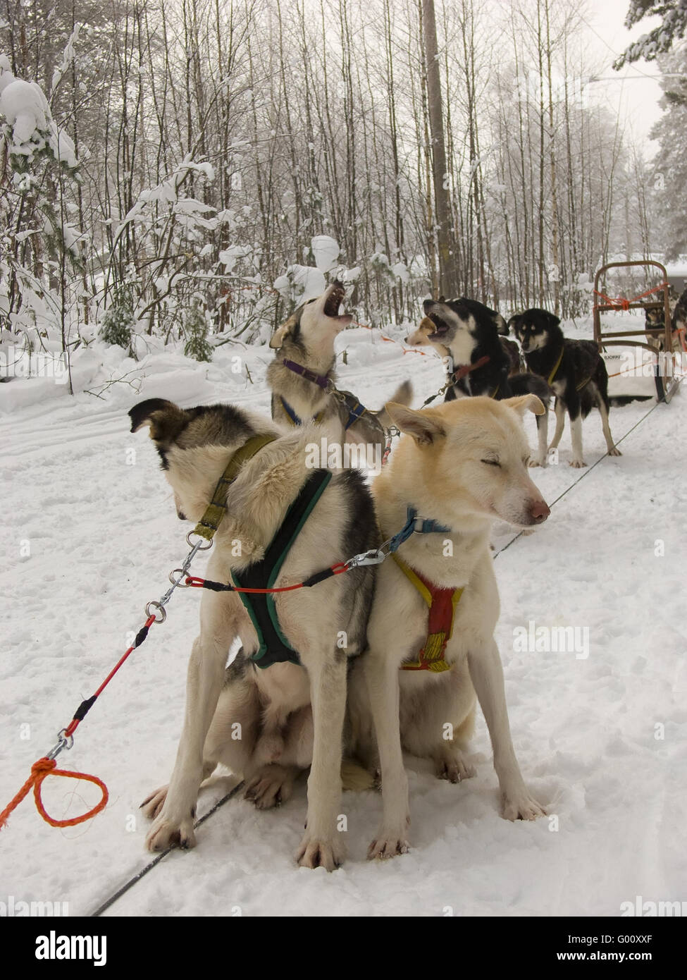 Howling sled dog hi-res stock photography and images - Alamy