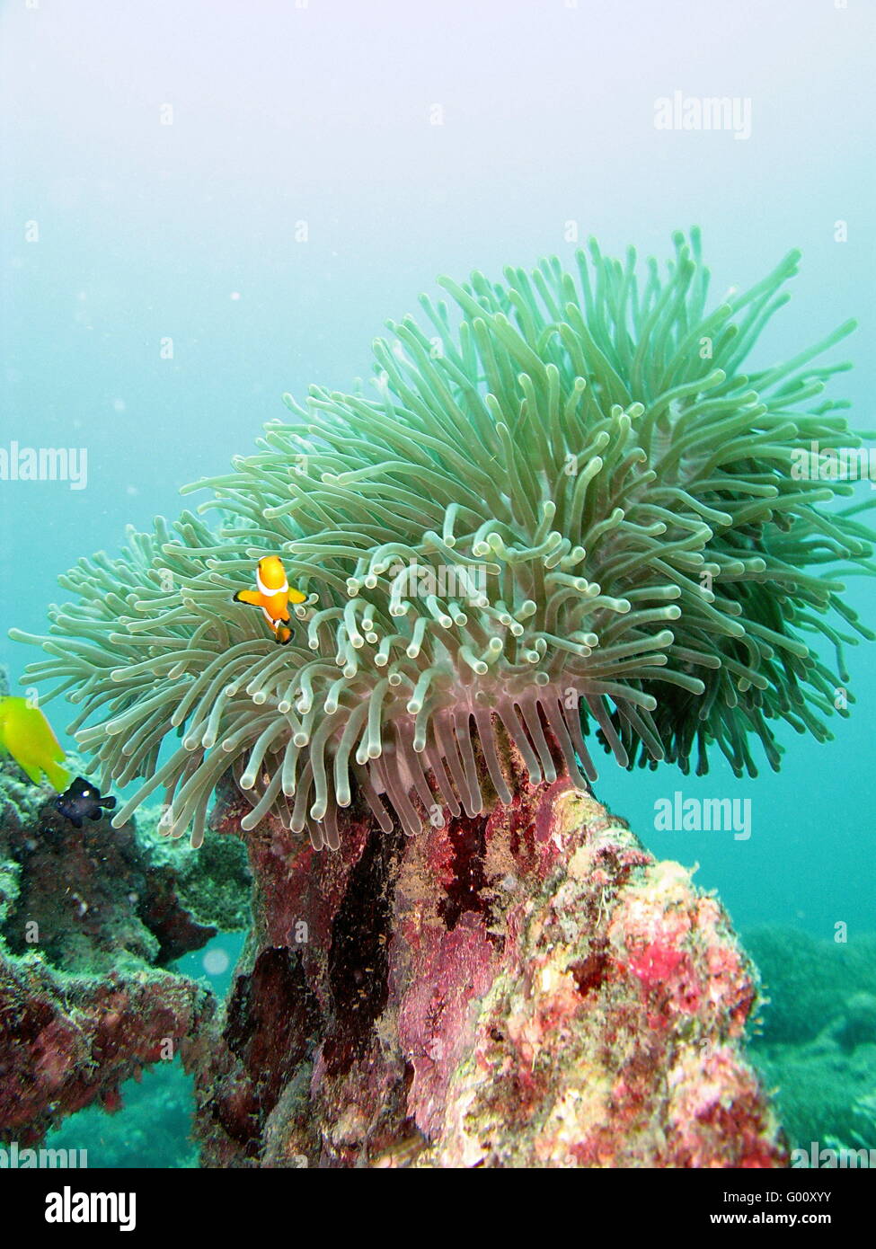 -Tropical Sea Life in the Coral Reef Stock Photo - Alamy