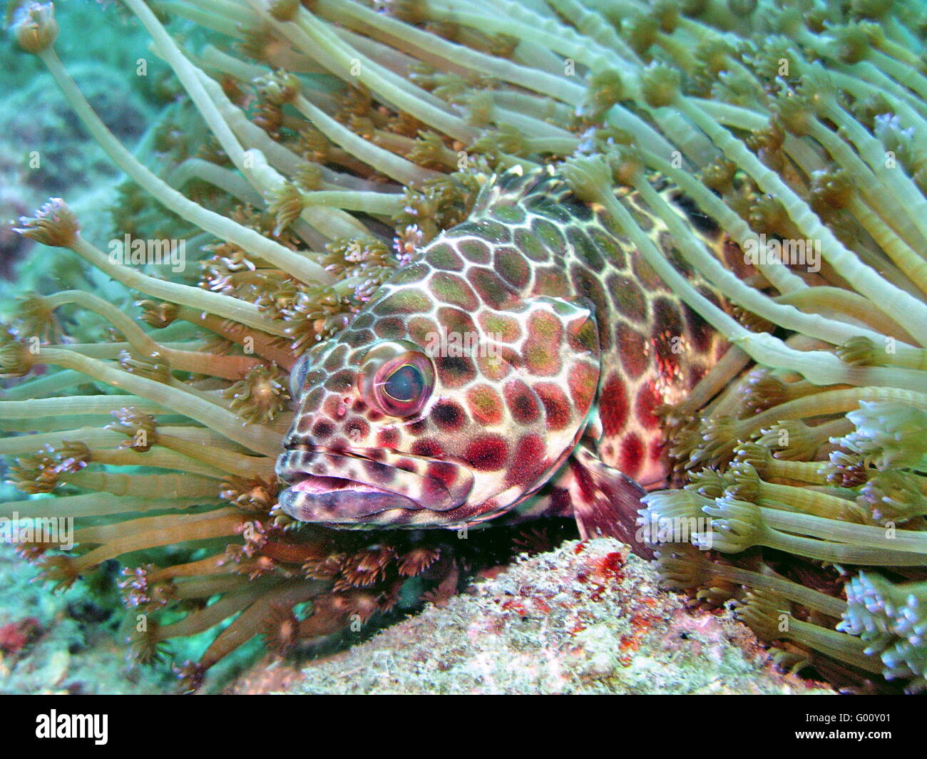 -Tropical Sea Life in the Coral Reef Stock Photo - Alamy