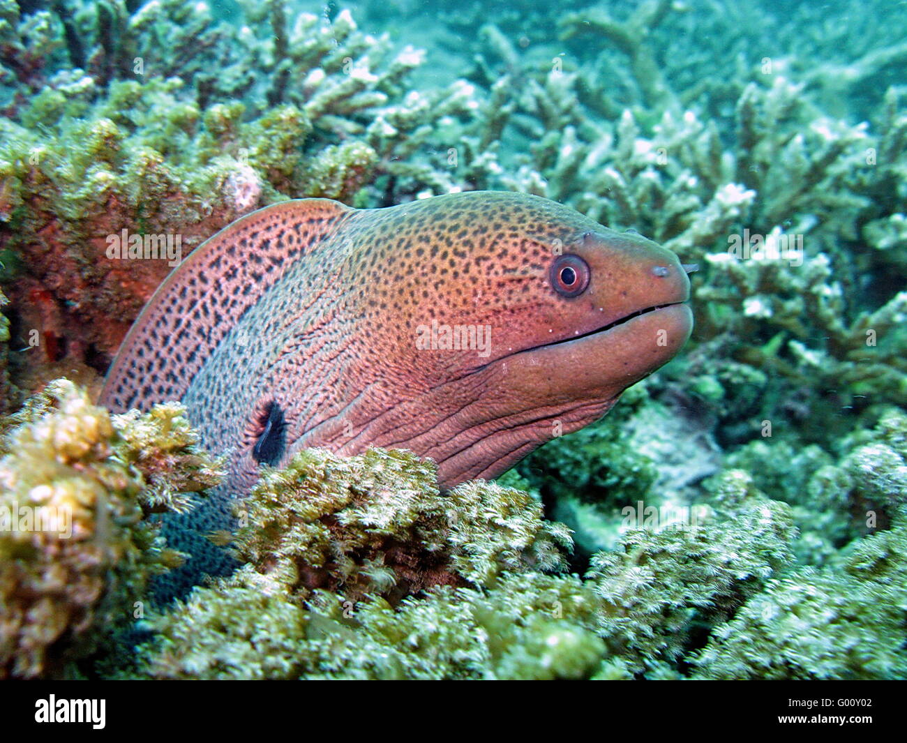 -Tropical Sea Life in the Coral Reef Stock Photo - Alamy